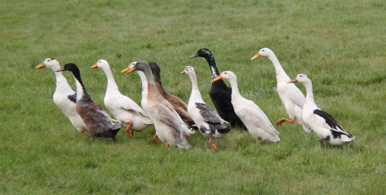 Kaczki biegusy indyjskie – naturalne rozwiązanie na ślimaki w ogrodzie ...