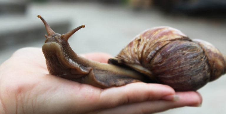 Ślimaki afrykańskie hodowla – wszystko, co musisz wiedzieć - MyZbieramy ...
